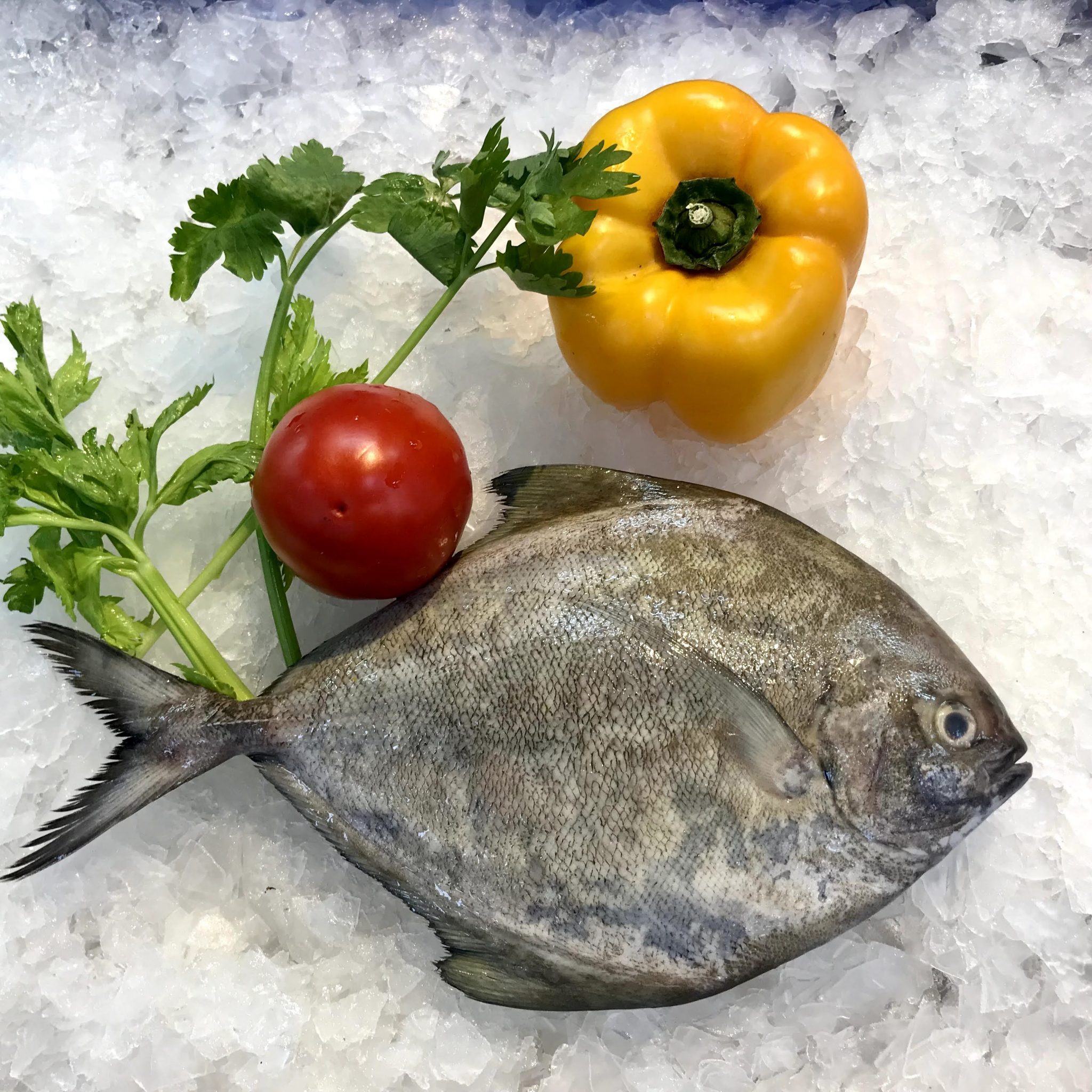 Cá chim đen - Đồ Ngon